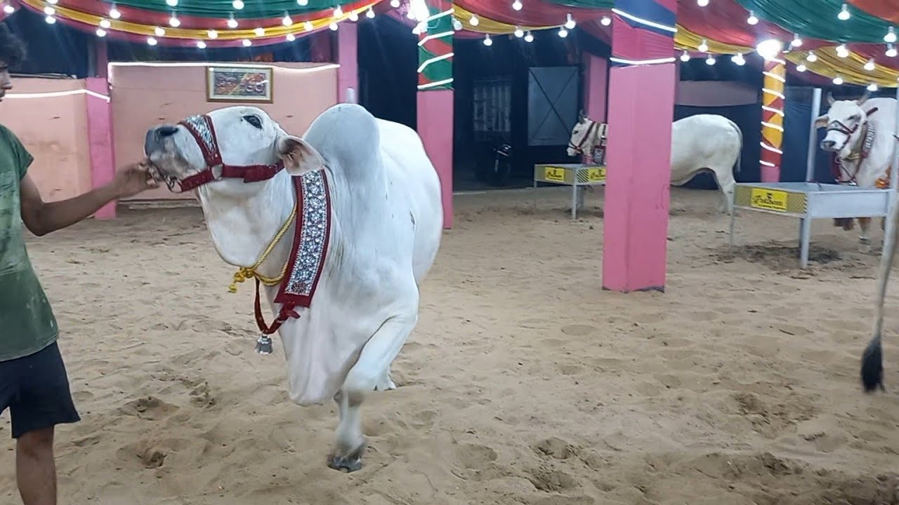 BIGGEST AND MOST BEAUTIFUL MANDI COW OF PATHAN CATTLE FARM IN GOLBARI # ...