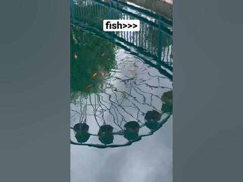 i like fish #fish - YouTube