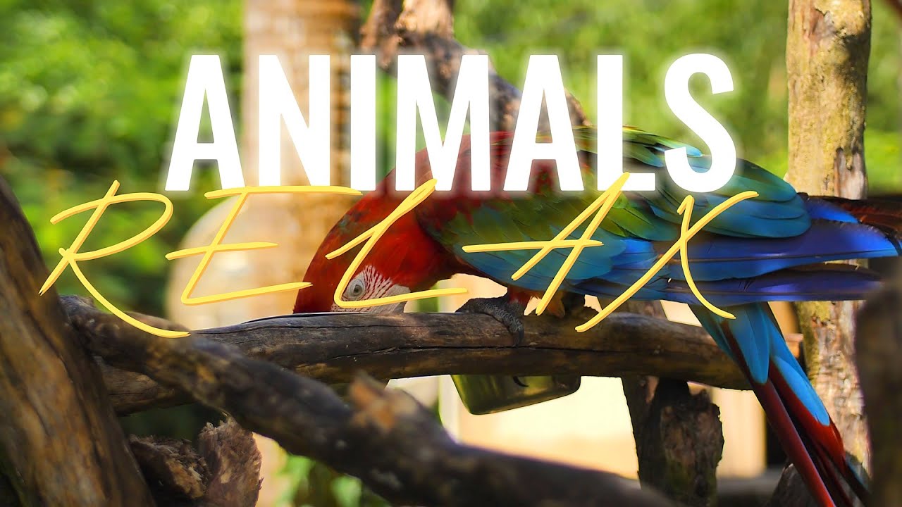 Animals Relaxing Music - YouTube