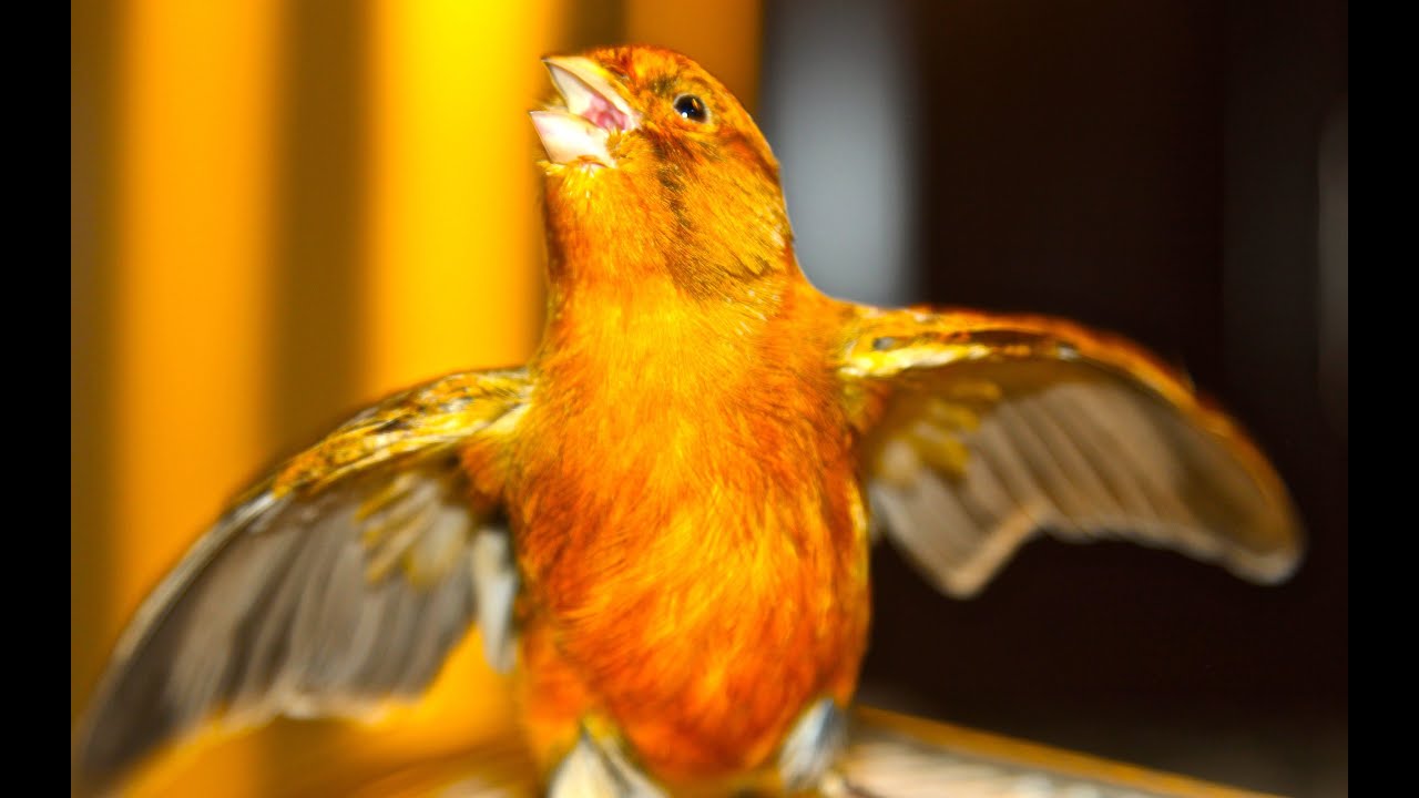 Canary Singing long & loud - YouTube