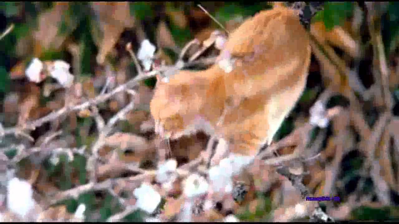 Las Aventuras de Chatran (CANCION NO OFICIAL) en Latino por ShiAurean ...