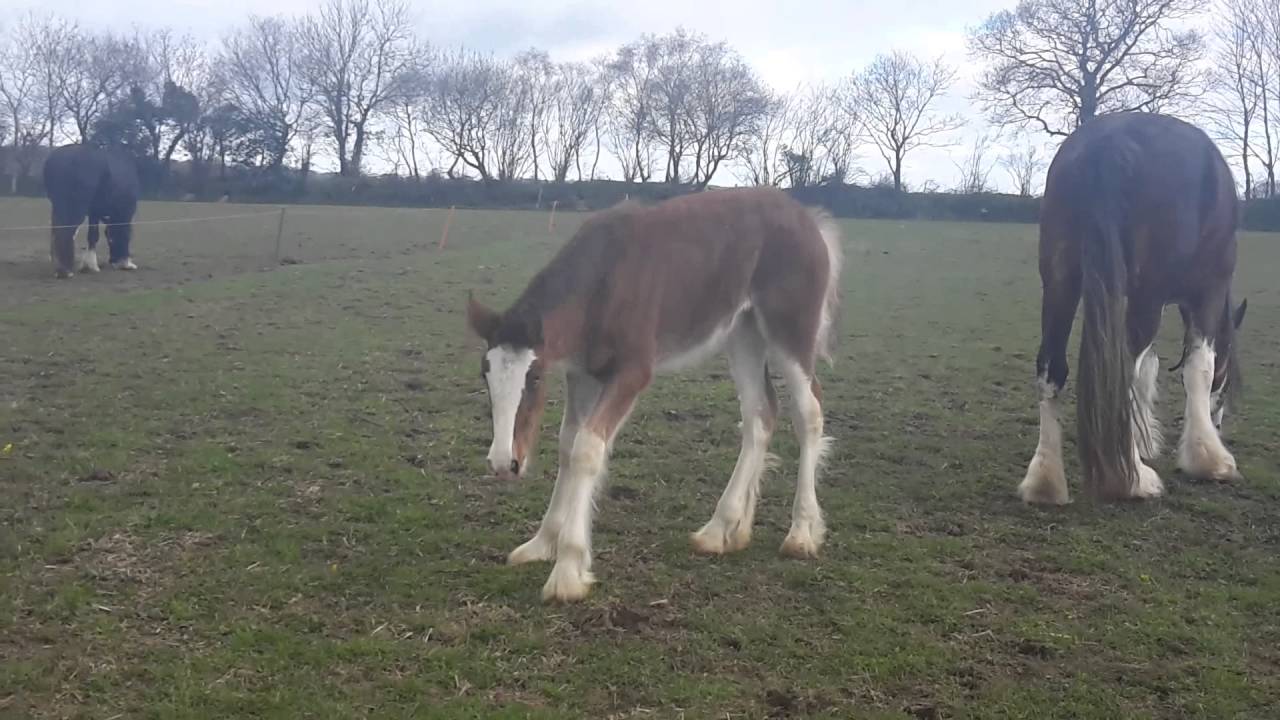 Shire filly foal flo playing - YouTube