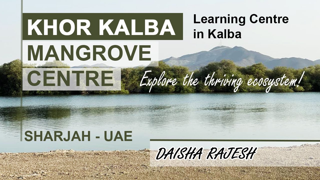 Khor Kalba Mangrove Centre, Kalba, Sharjah, UAE| Kalba Conservation ...
