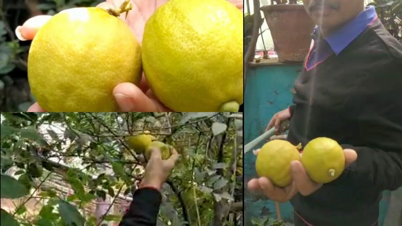 Fresh Lemon at my home kitchen garden organic lemons grow your own ...