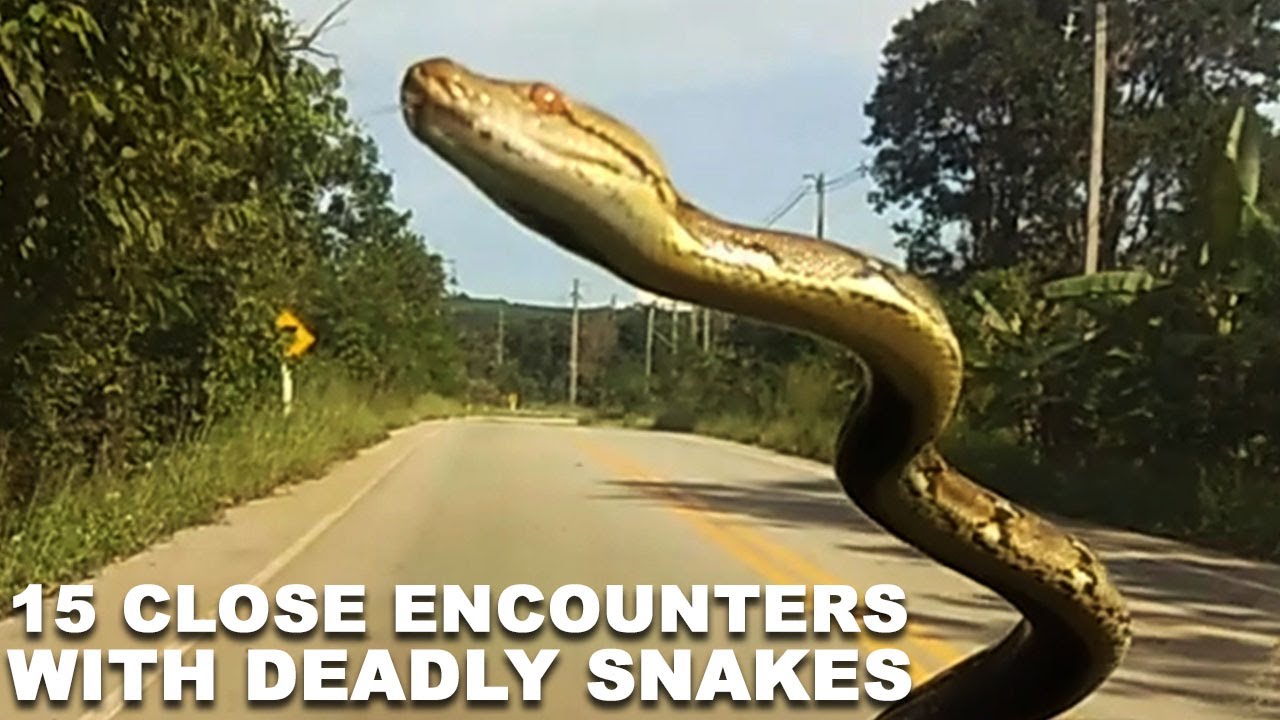 Top 15 Close Encounters With Deadly Snakes - YouTube