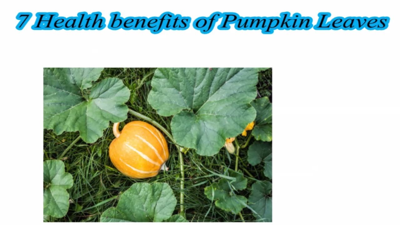 Health Benefits Of Pumpkin Leaves YouTube health-benefits-of-pumpkin-leaves-youtube