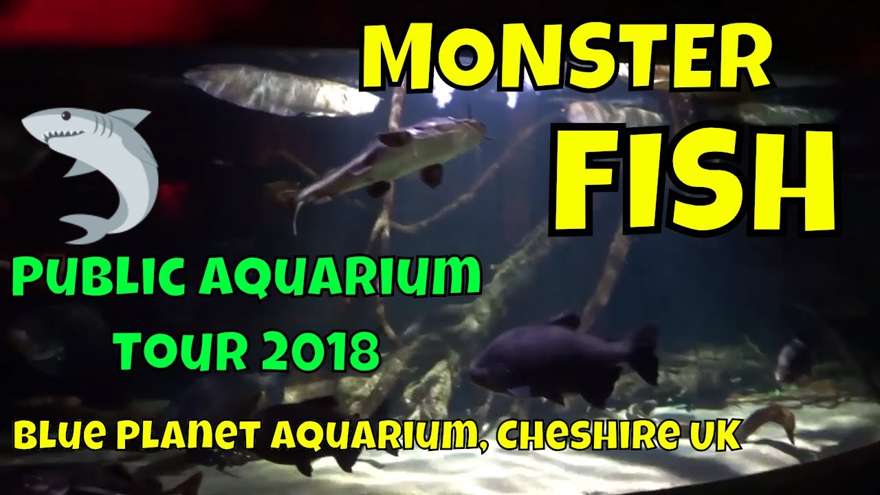 Freshwater Monster Fish - Blue Planet Public Aquarium Tour 2018 - YouTube