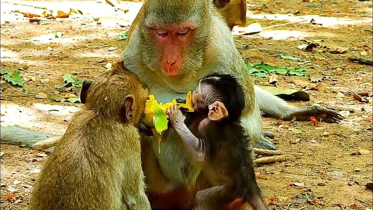 Old Mommy Monkey allows adorable baby monkey tests Mango, it's so yummy ...