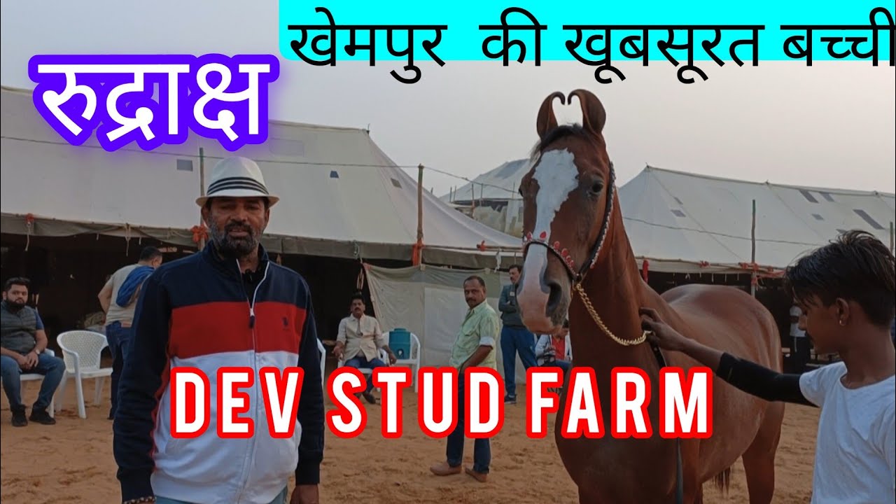 Dev stud Farm Ganesh Lal ji Gurjar Rajsamand खूबसूरत मारवाड़ी बचेरिया St Devroop pushkar mela ...