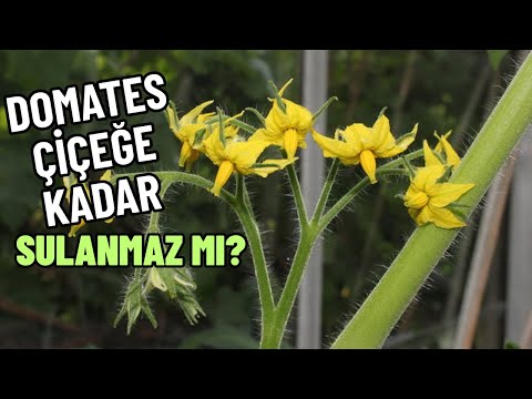 Domateste Mükemmel Verim İçin Sulama Tüyoları.