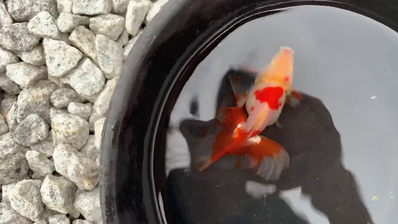 3578 male red and white Tosakin - YouTube