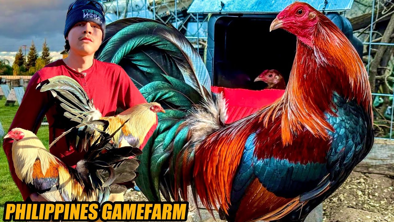 Sweater Hatch Oklahoma And Greys Claret Muff Popeye | PHILIPPINES ...