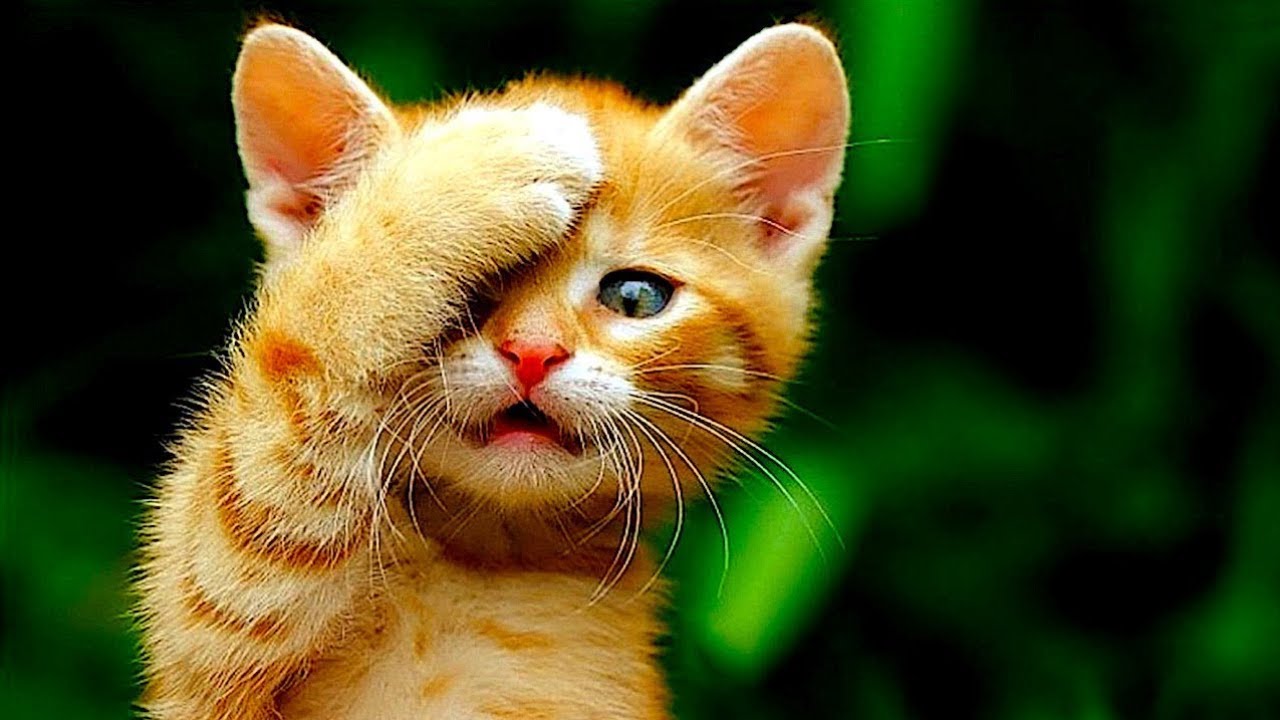 Kucing Lucu - Kumpulan Kucing Lucu|| Funny Cat and Dog - Funny Animal ...