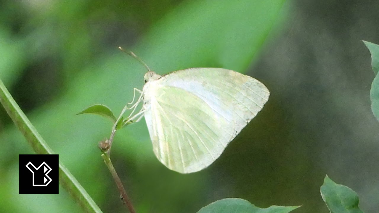 Common emigrant photos and scientific classification - video 1 - YouTube