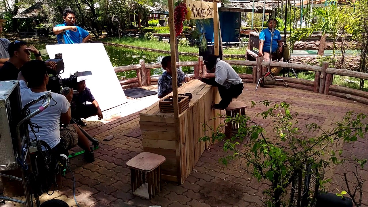 Monkey shoot in Thailand, - YouTube