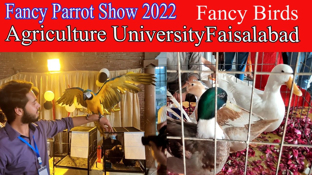 Fancy Parrot Exhibition 2022 University of Agriculture Faisalabad I ...