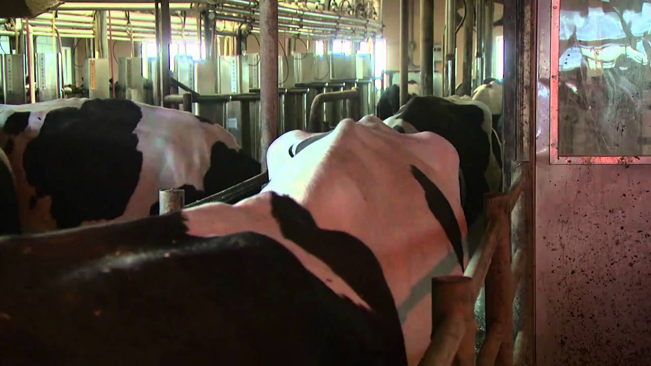 Wisconsin Dairy Farm - YouTube