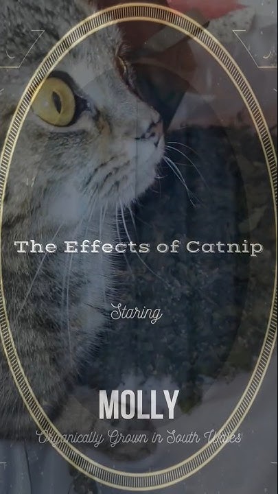Effects of Catnip on Cats Getting High Catmint NEPETA CATARIA #catnip #cats #wales #organic # ...