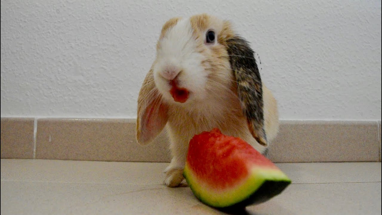 Bunny Eating Watermelon - YouTube