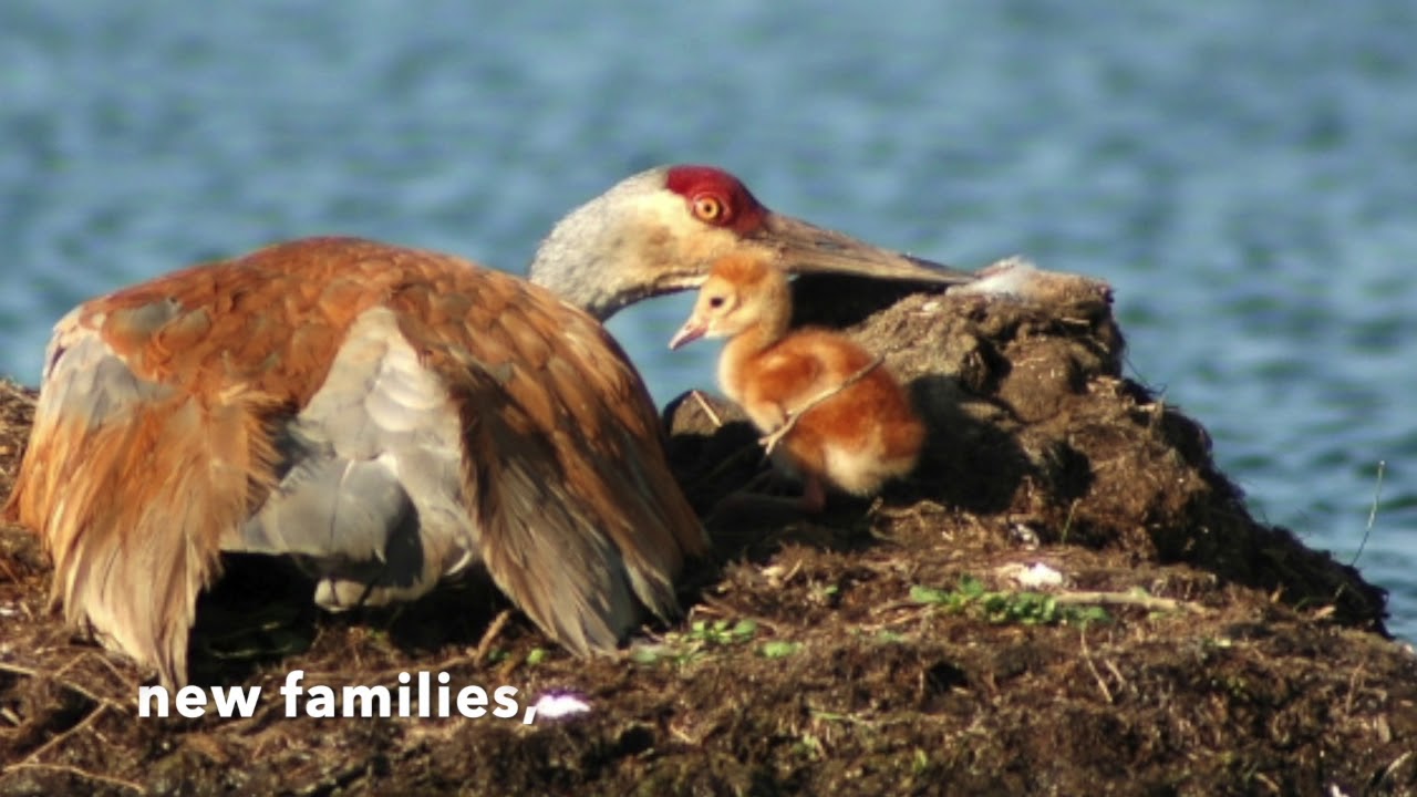 LPC Home to Birds - YouTube