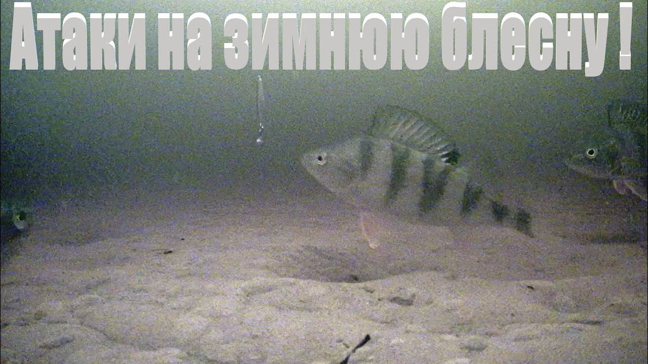 Подводная атака окуня на зимнюю блесну часть 1. Focusfish. - YouTube