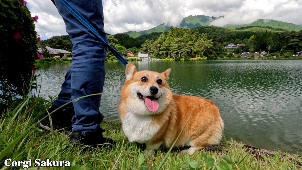 雨上がりに池の周りを歩いたコーギー / Corgi walking around the pond after the rain - YouTube
