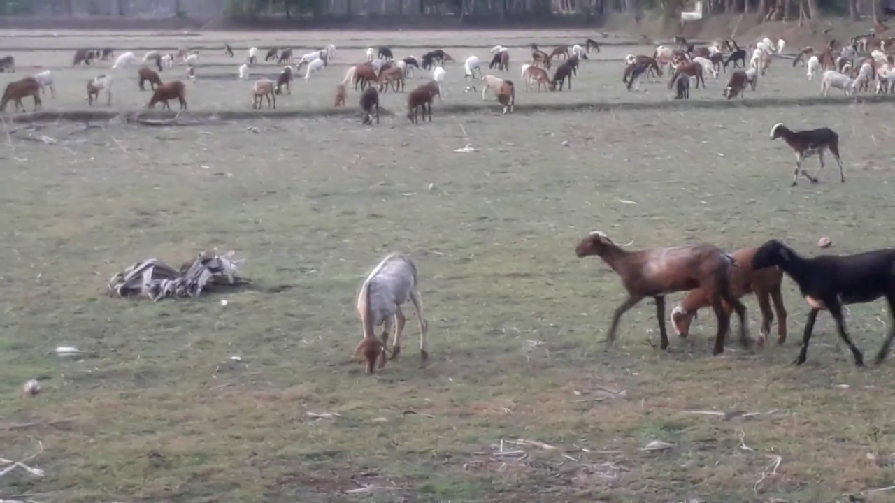 Sheep Grazing in India, Sheep Herd Grazing in India, Sheep Farming in ...