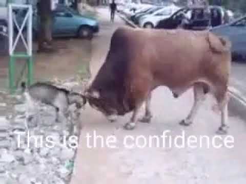 Goat vs buffalo - YouTube