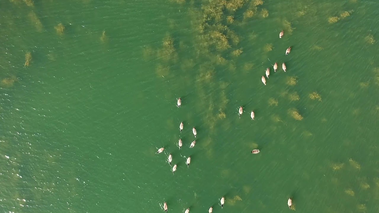 Drones over ducks - Bedfordshire - YouTube
