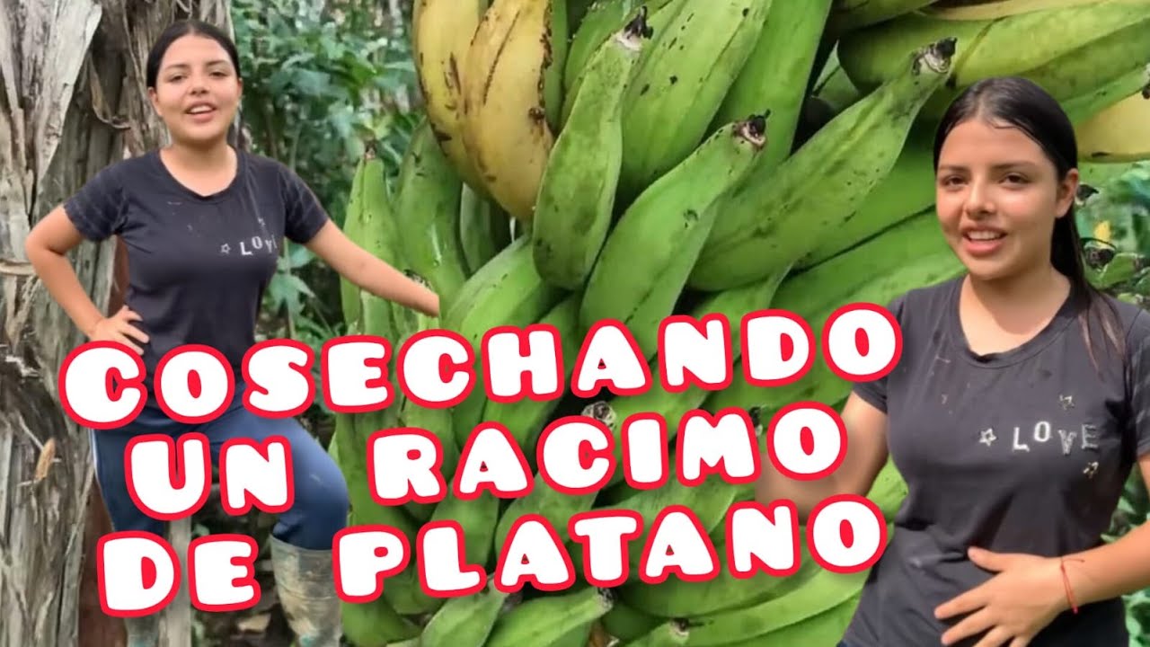 Acompáñame a recoger un racimo de plátano verde en la finca ...