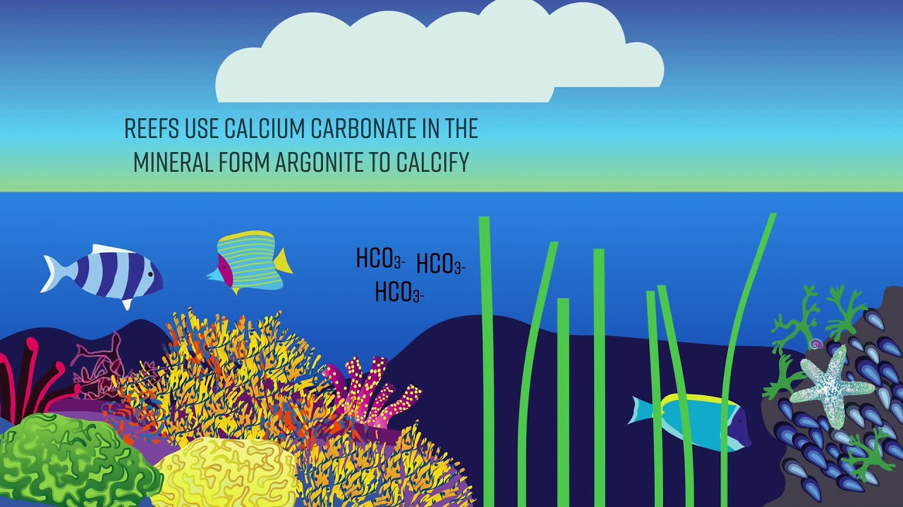 How Ocean Acidification affects Sea Life - Animation - YouTube