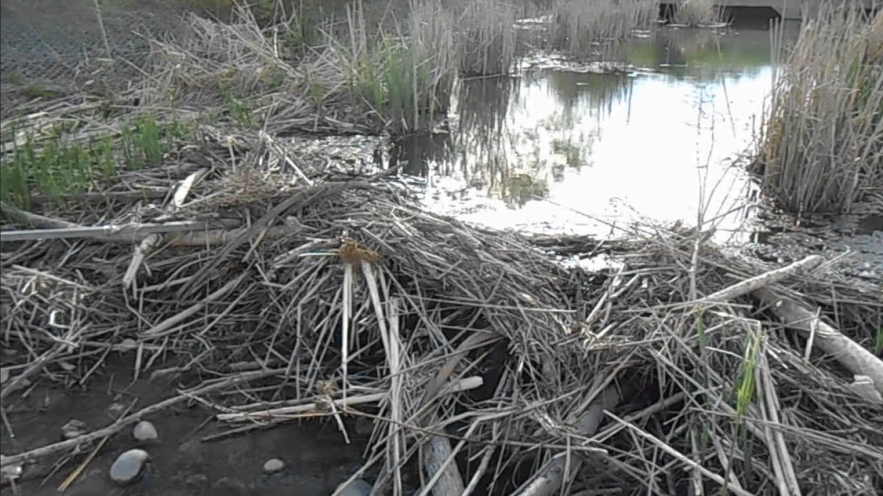 Finding an urban beaver dam in Mississauga, Canada - YouTube