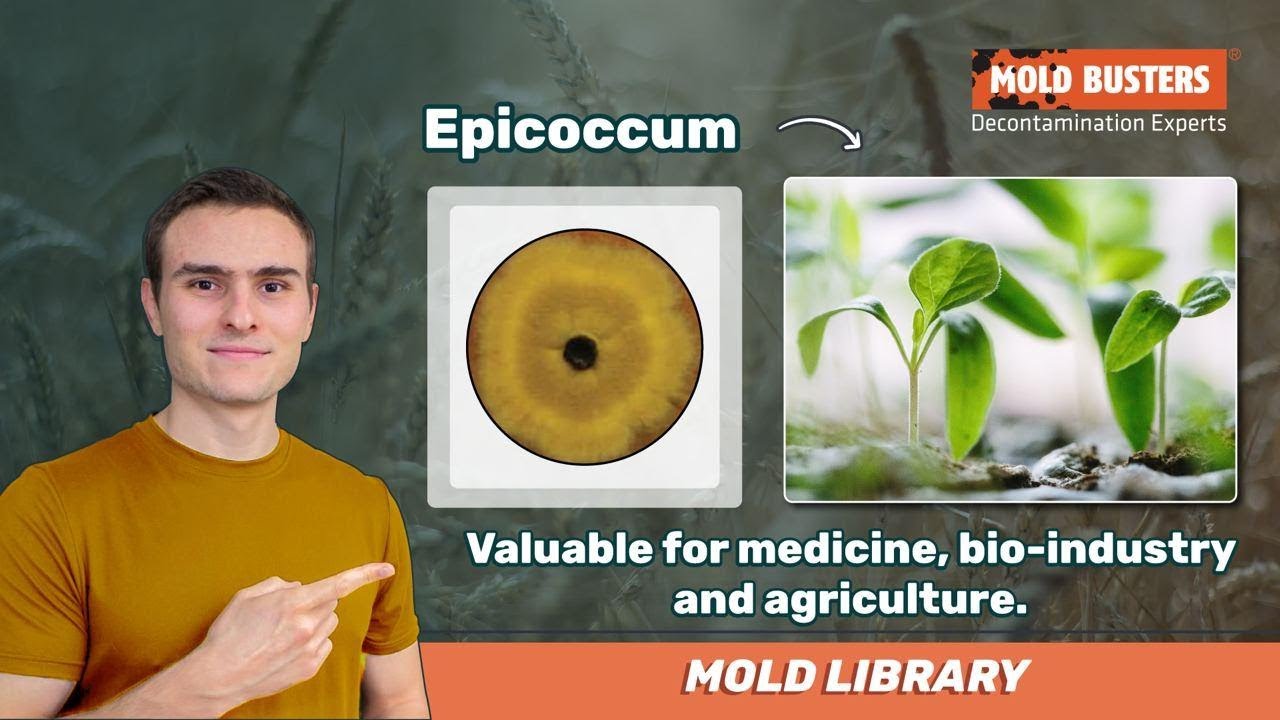🦠Epicoccum - 📚Mold Library - Mold Busters - YouTube