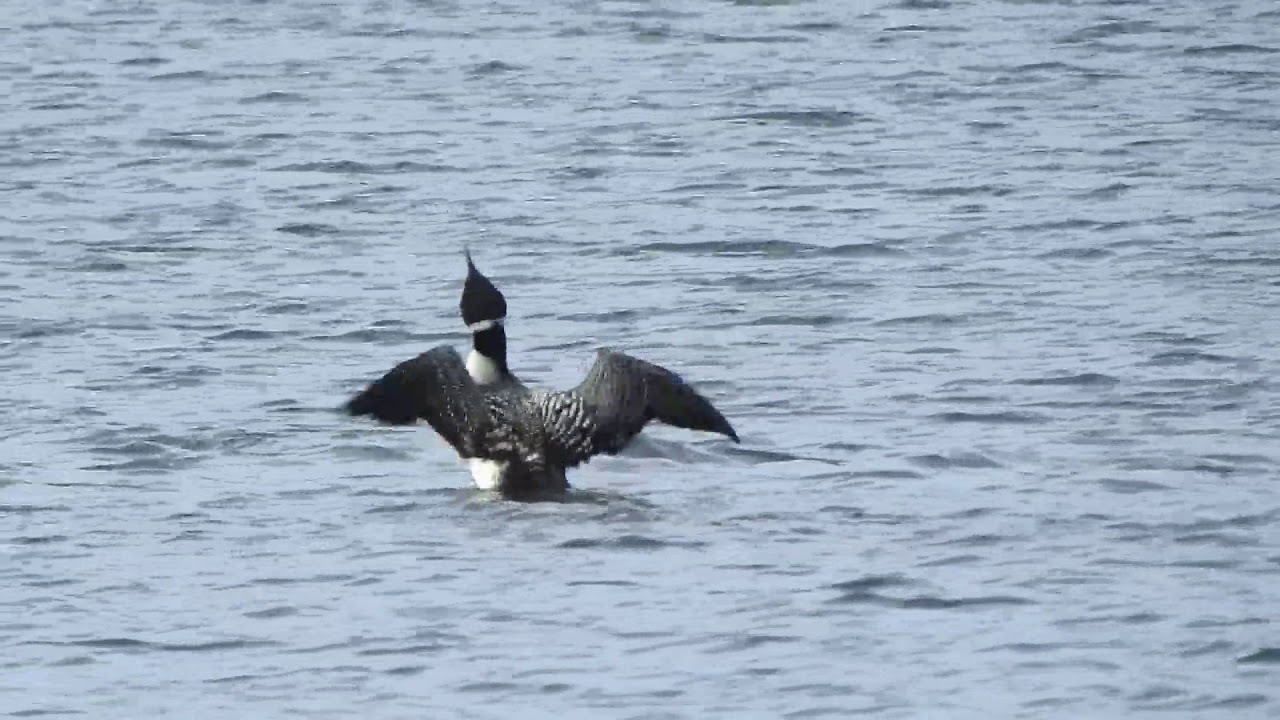 Common Loons in Morgan County, Indiana 2018.03.15 - YouTube