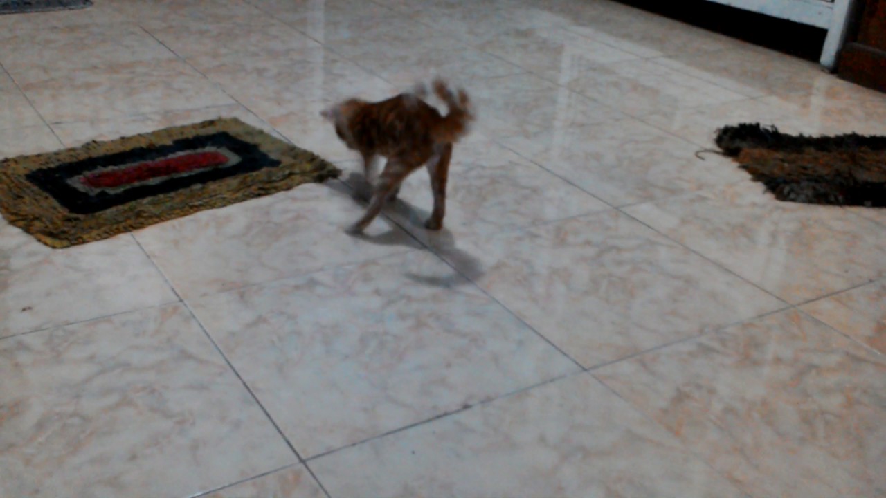 Kucing Bengal cinnamon - YouTube