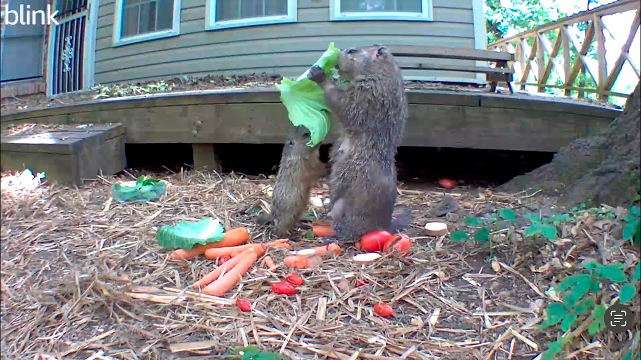 Red and her feisty baby - YouTube
