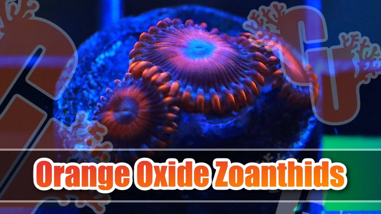 Orange Oxide Zoanthid | Corals Unlimited - YouTube