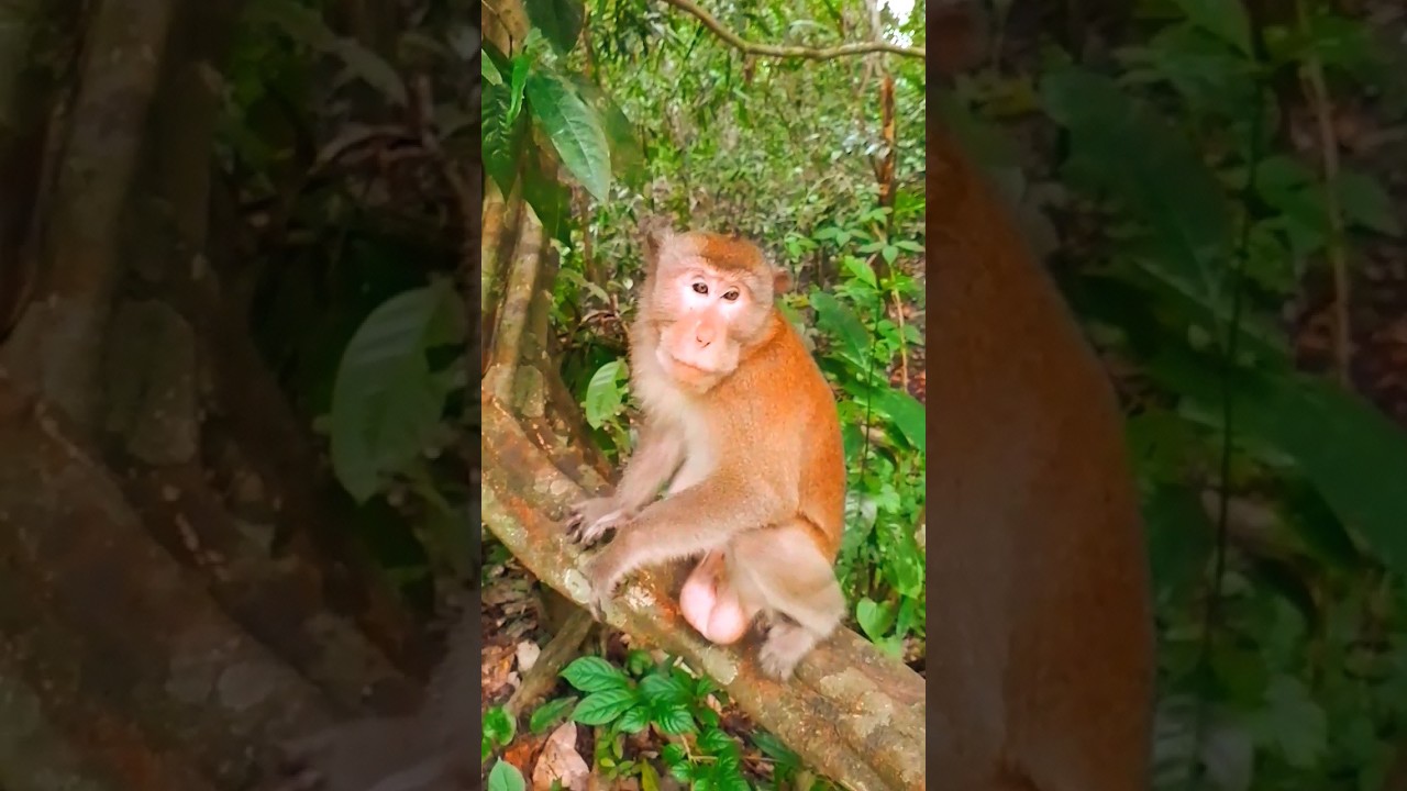 cute daddy monkey - YouTube