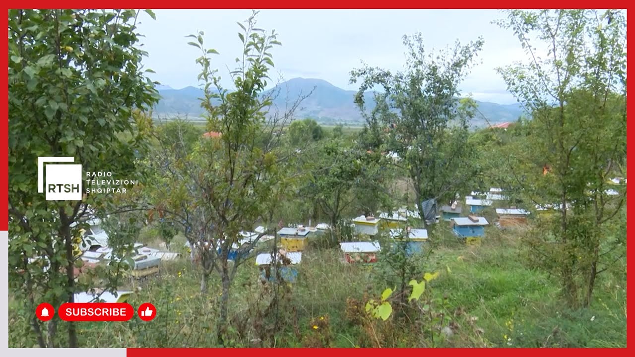 Temperaturat e larta ndikojnë në pemëtore. Ujitja dhe trajtimet kimike ...