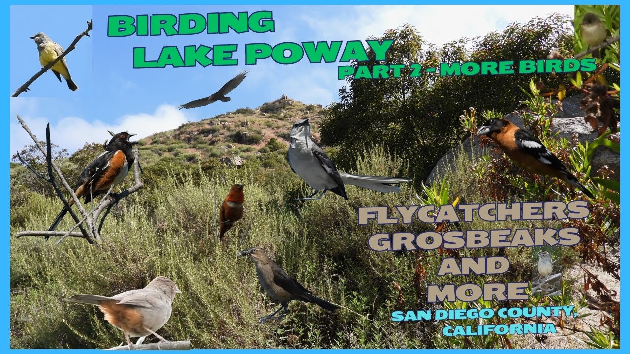 Birding Lake Poway Part 2 - Even More Birds - YouTube
