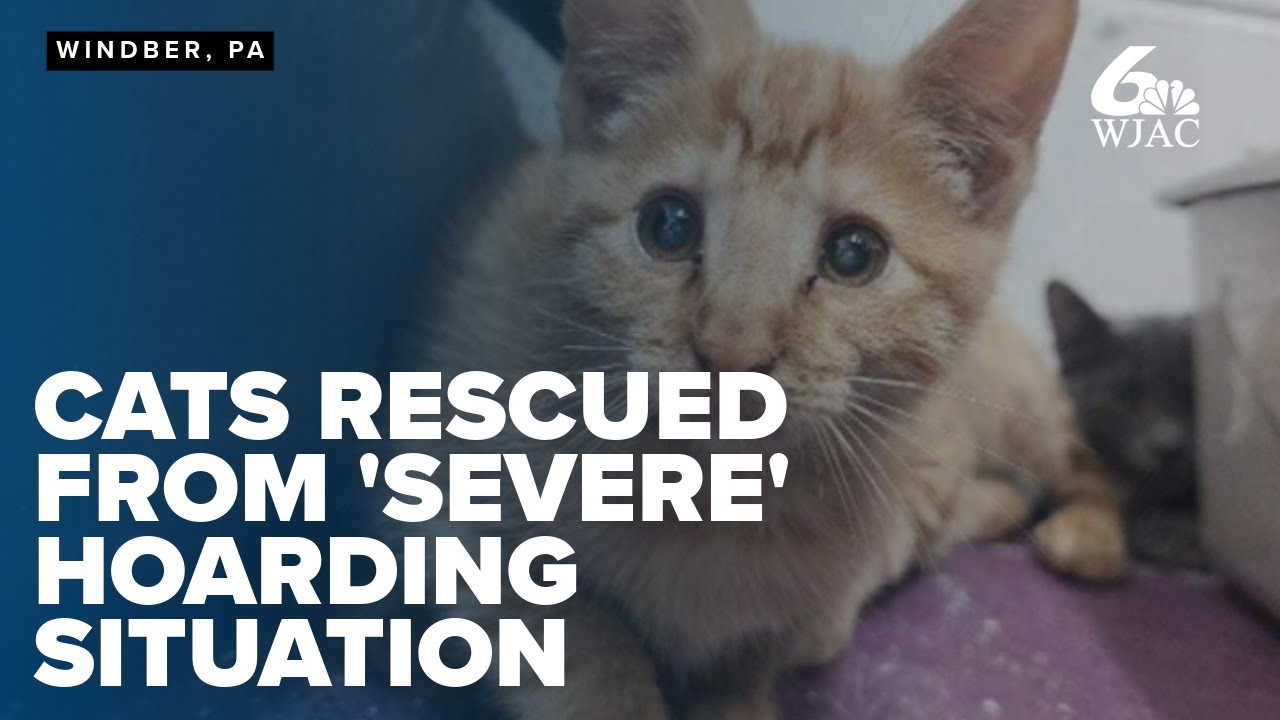 Rescue operation frees dozens of cats from severe neglect in Windber ...