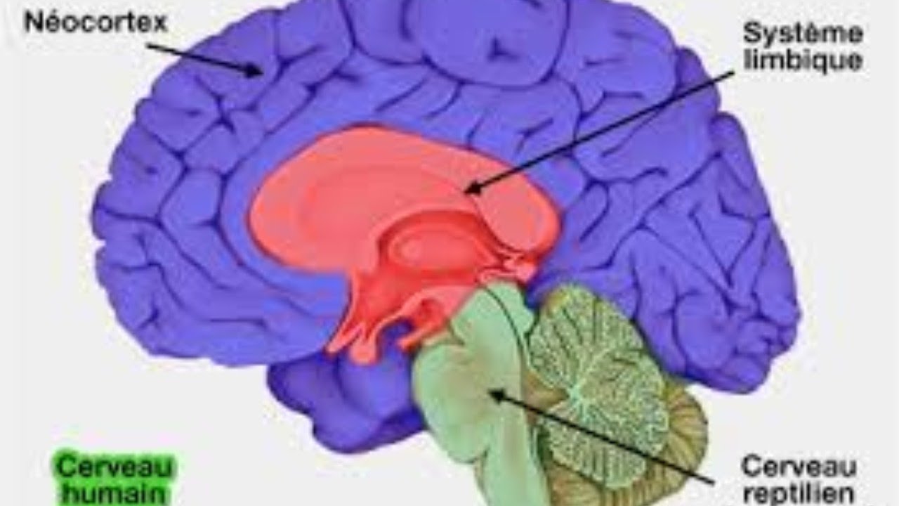 Le cerveau reptilien - YouTube