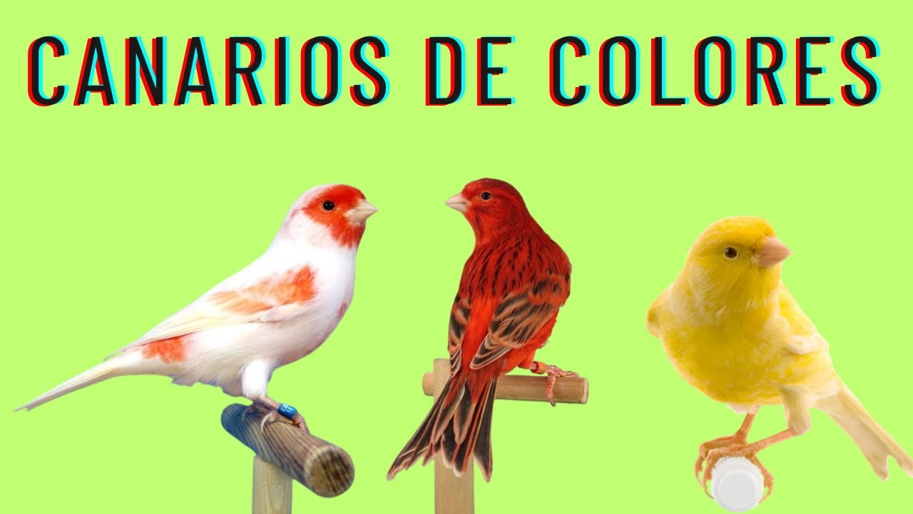 Canarios de color 🐦RAZAS DE CANARIOS 🐦variedades de canarios - YouTube