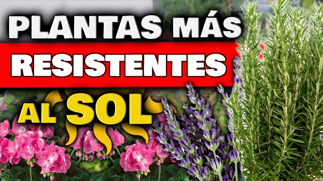 TOP 5 PLANTAS MÁS RESISTENTES al SOL DIRECTO y CALOR | Huerto Urbano ...