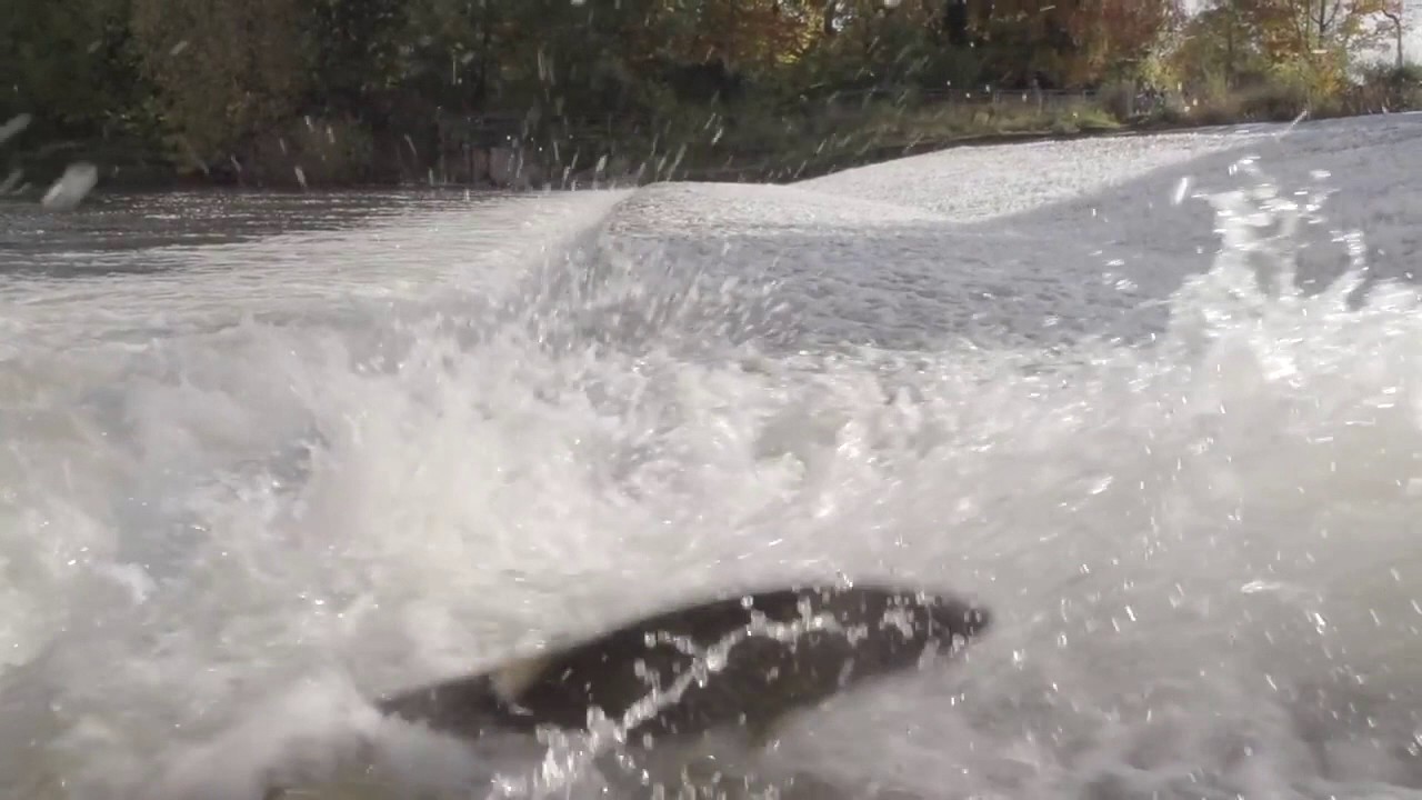 The Wisdom of Salmon - YouTube