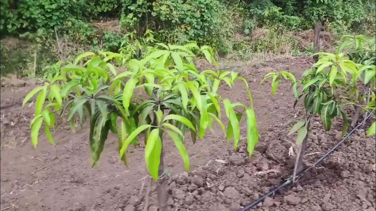 Ultra High Density Mango Plantation (UHDP) After one Year. - YouTube