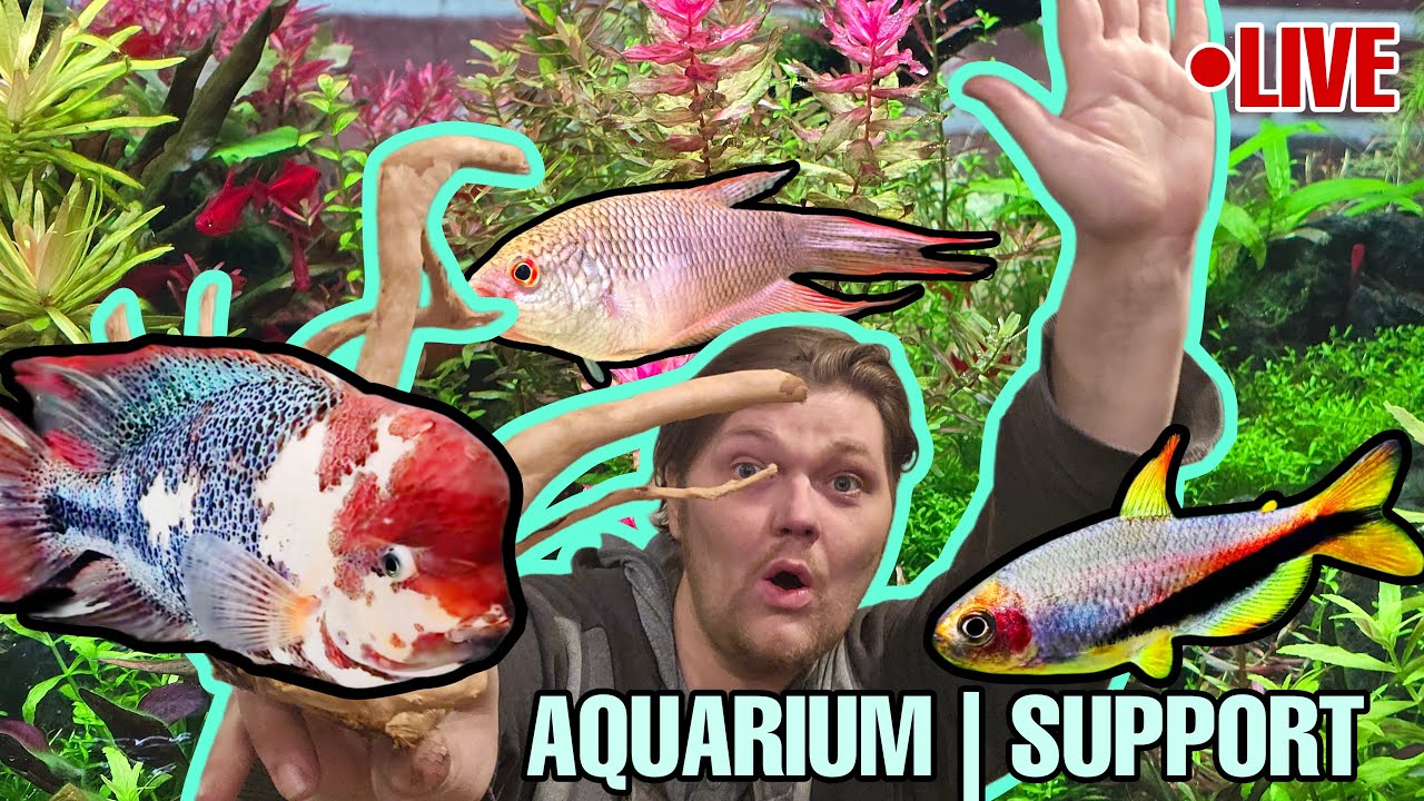 WEDNESDAY BABY! Dr. Pepper & Fish! As Well as Q&A: Stump The Aquarium Nerd! - YouTube