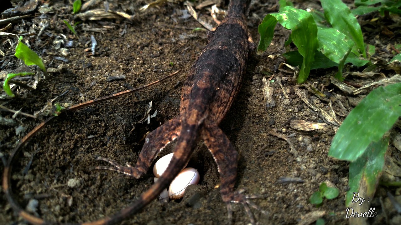 Draco Volans (Cicak Terbang/Cekibar) Giving Birth - YouTube