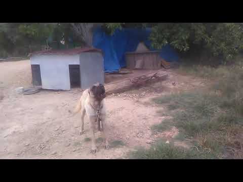 ARİF TAMAM KUDURMA AMK