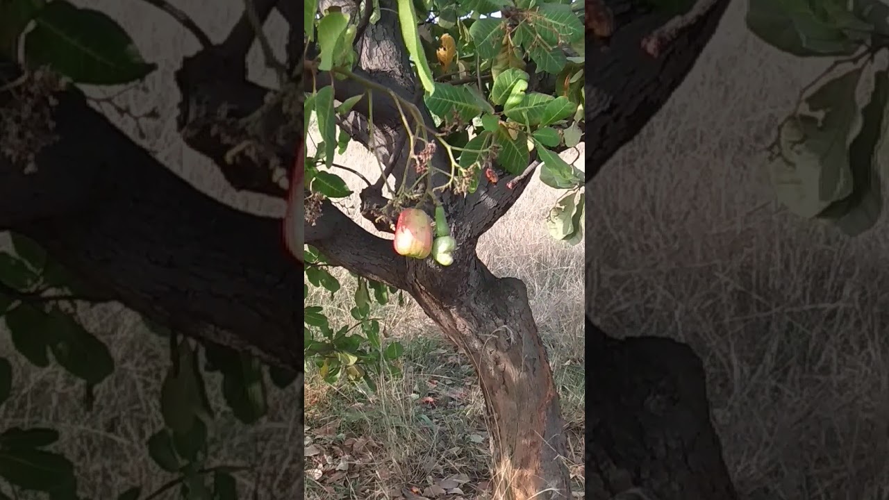 Very biutyfull red kaju tree - YouTube